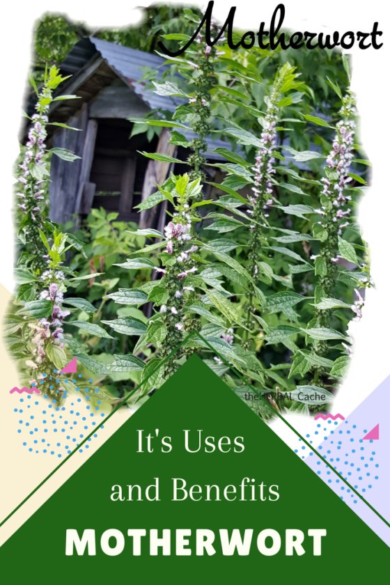 Motherwort – its Uses and Benefits - Mother Earth Living